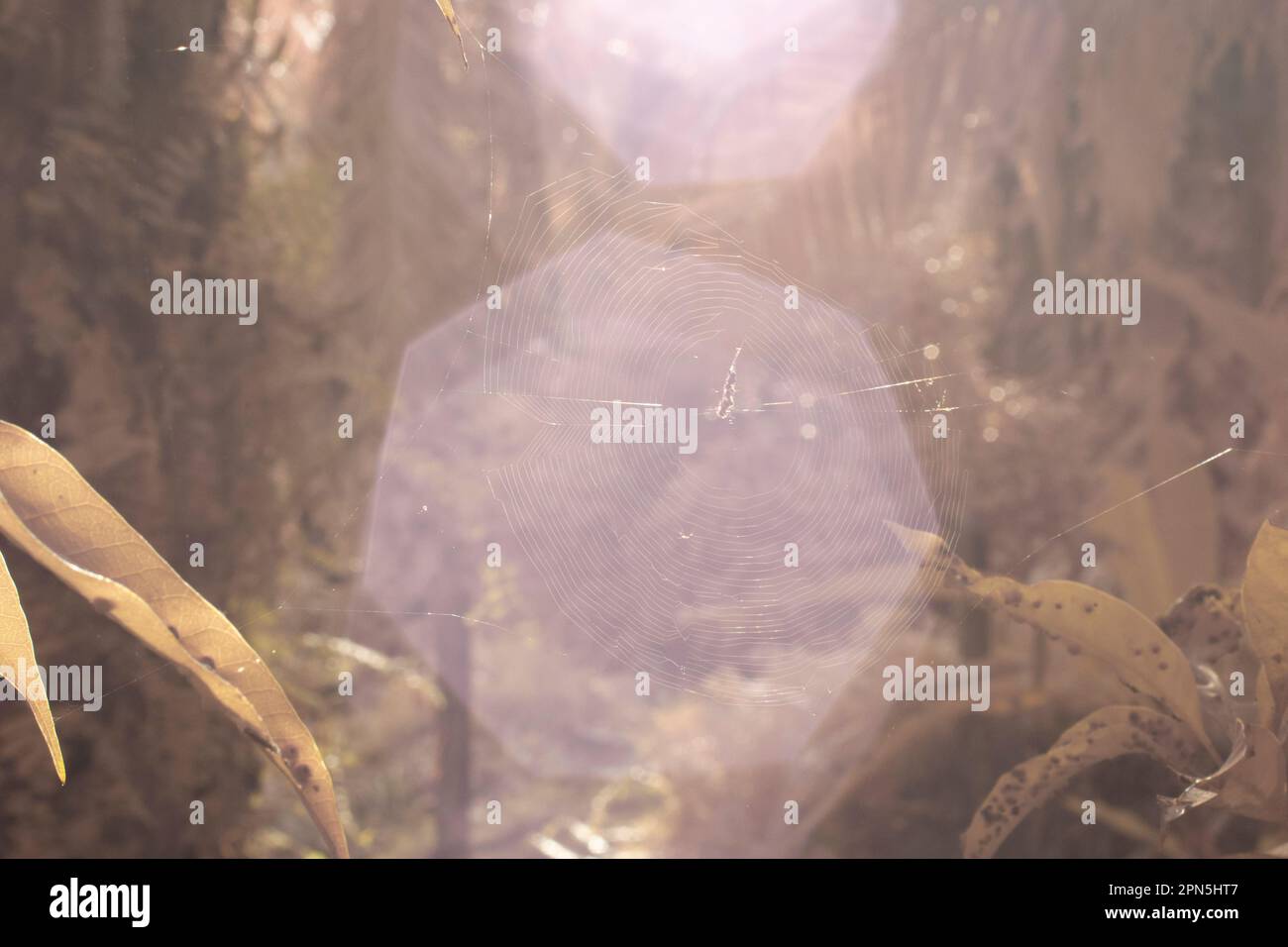 infrared image of the spidery cobweb scenery at the bushy meadow Stock ...