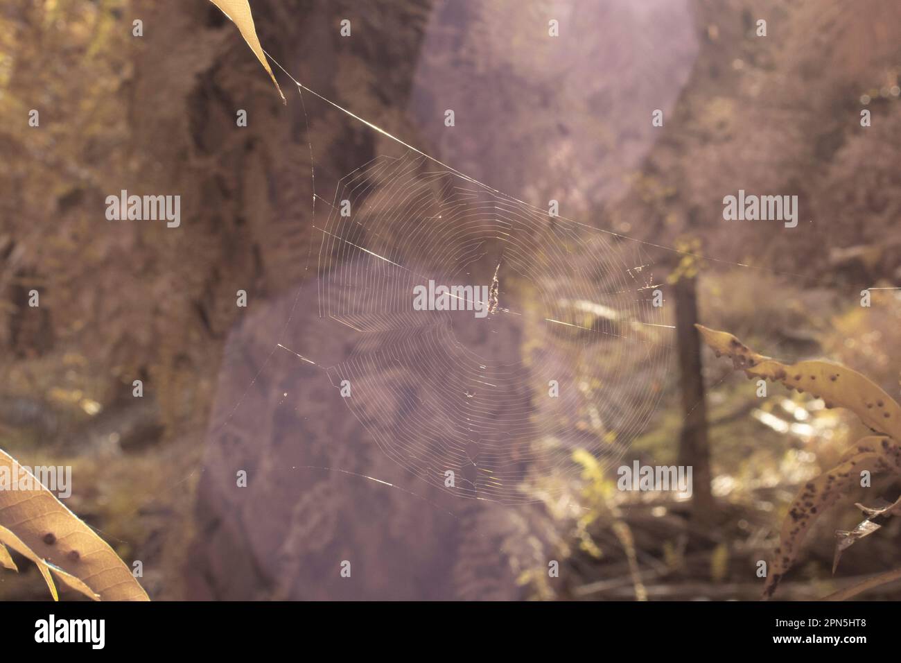 infrared image of the spidery cobweb scenery at the bushy meadow Stock ...
