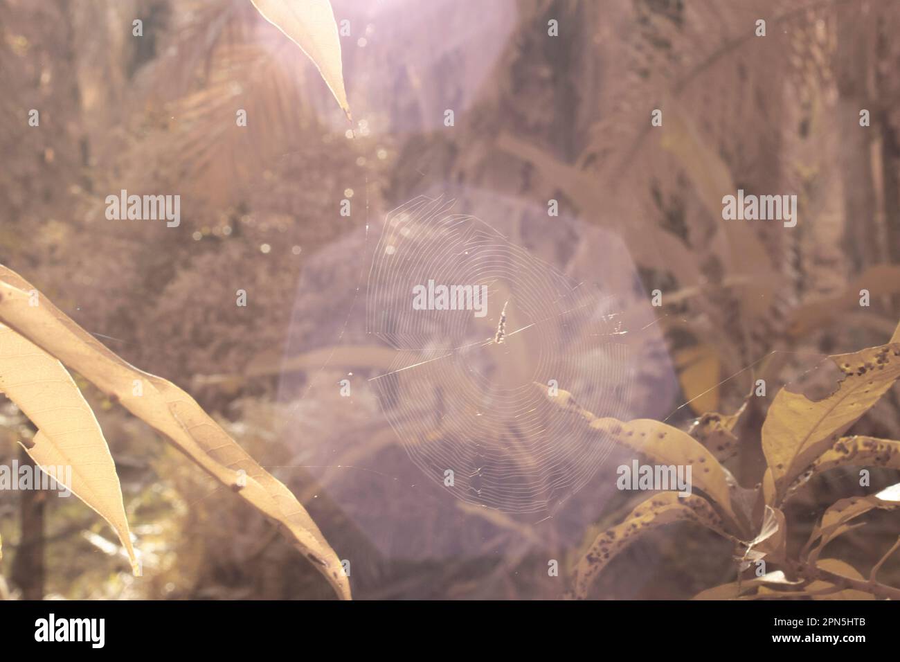 infrared image of the spidery cobweb scenery at the bushy meadow Stock ...