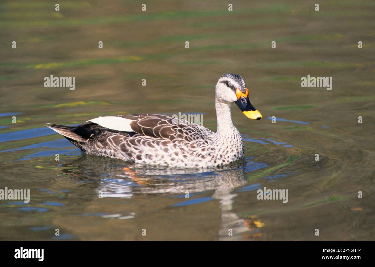 Spotbill, Spotted ducks, Ducks, Goose birds, Animals, Birds, Indian ...
