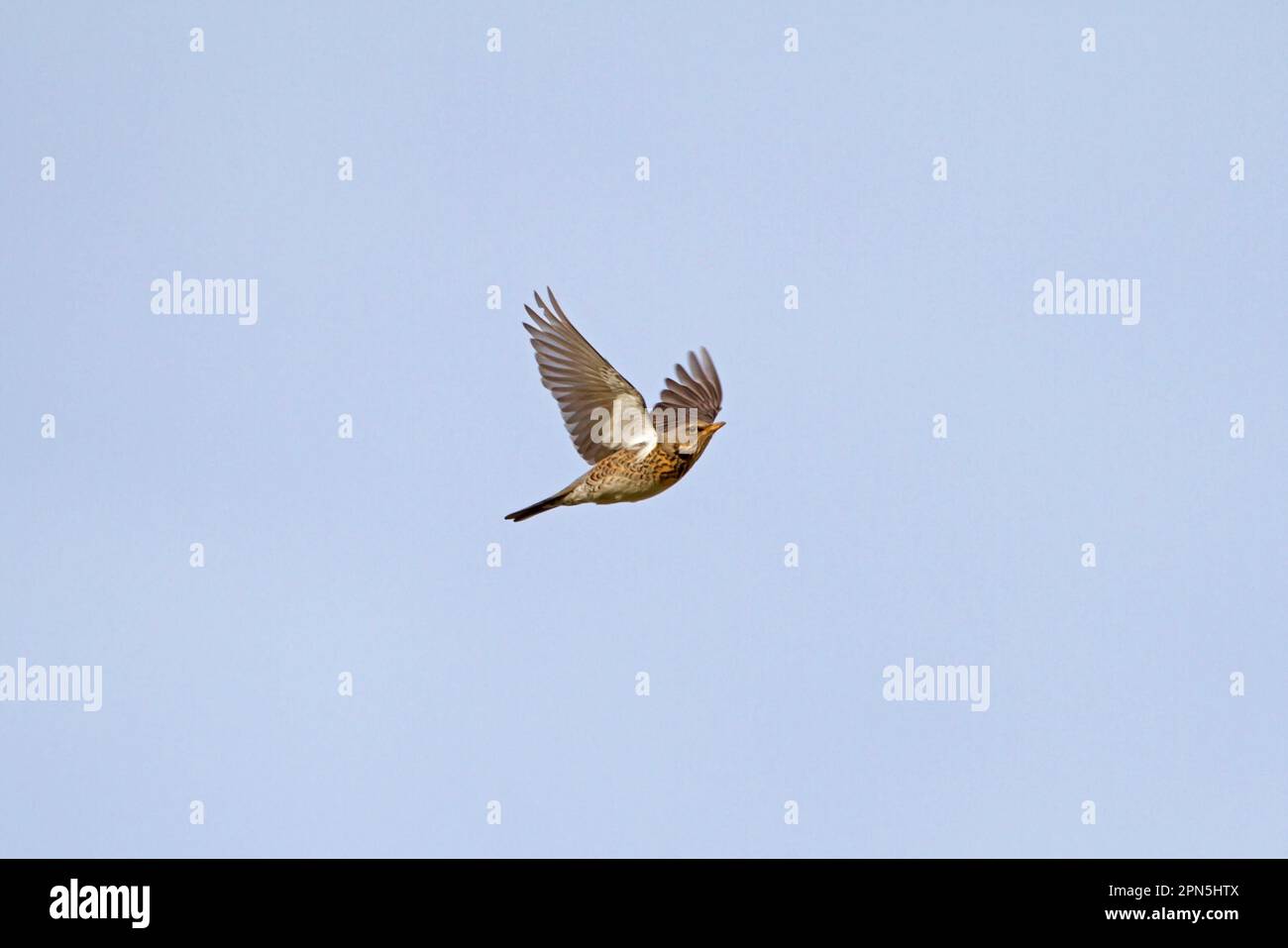 Fieldfare (Turdus pilaris) adult, in flight, Norfolk, England, United ...