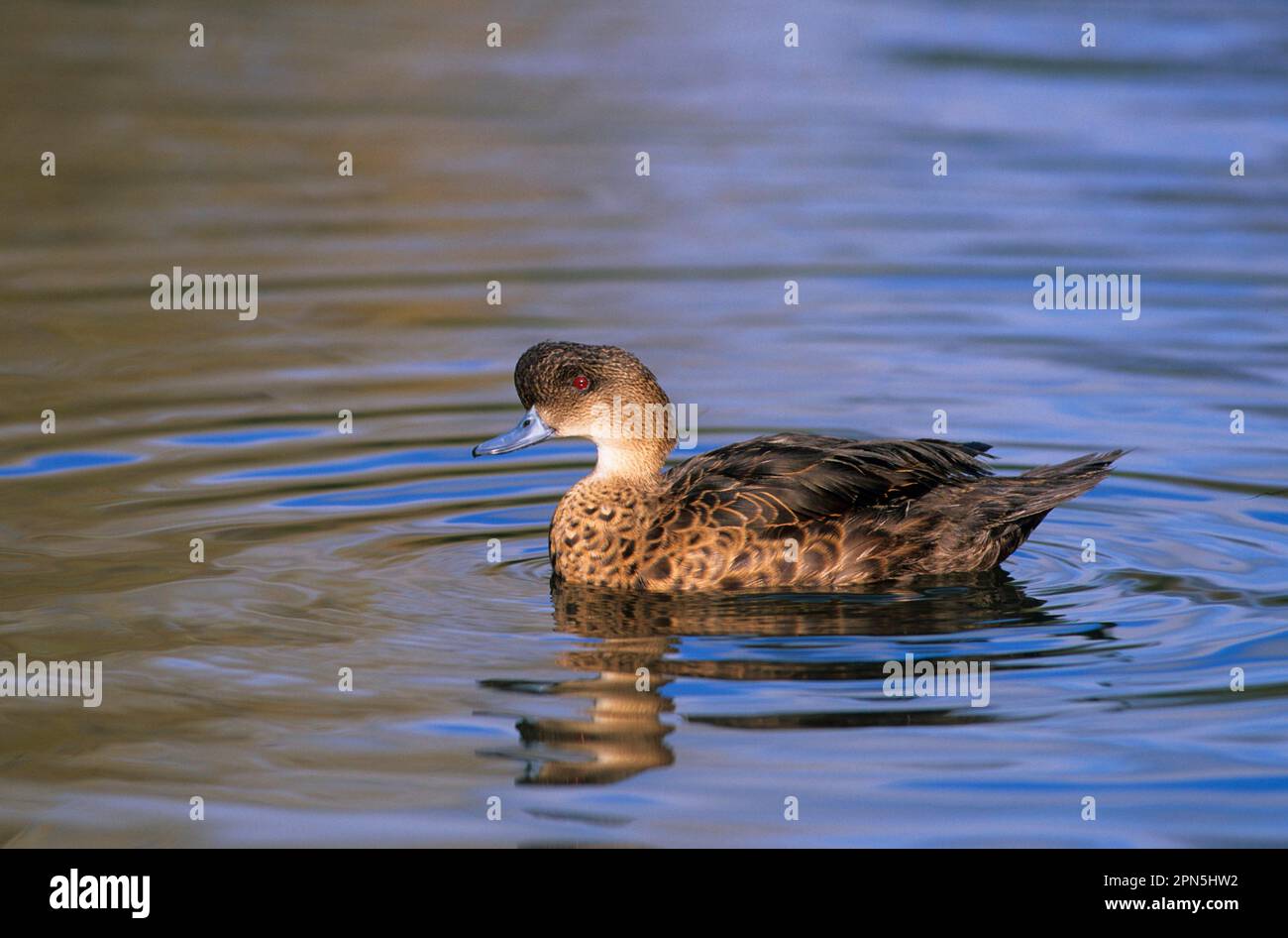 White-throated Duck, sunda teal (Anas gibberifrons), Ducks, Goose Birds ...