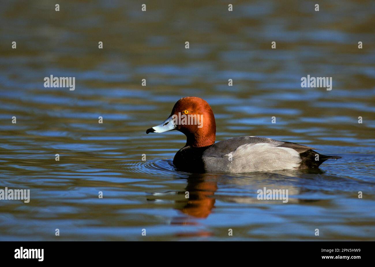 Male red headed duck hi-res stock photography and images - Alamy
