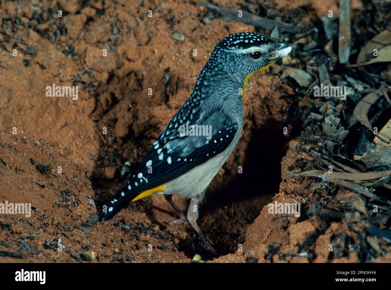 Yellow-rumped pardalote (Pardalotus xanthopygus) Close-up of a male standing near a hole in the ...
