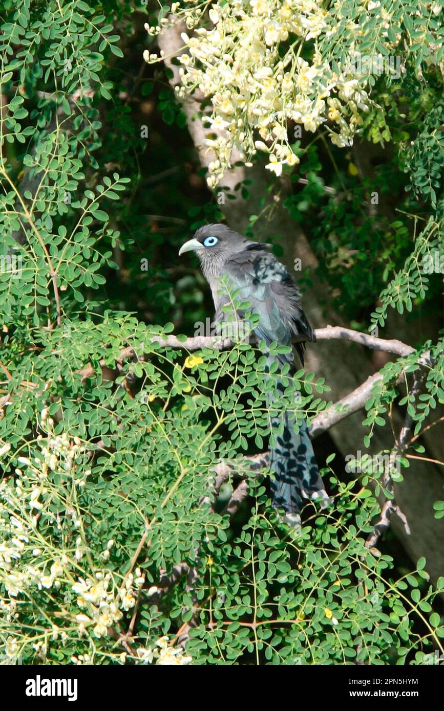 Blue faced malkoha hi-res stock photography and images - Alamy