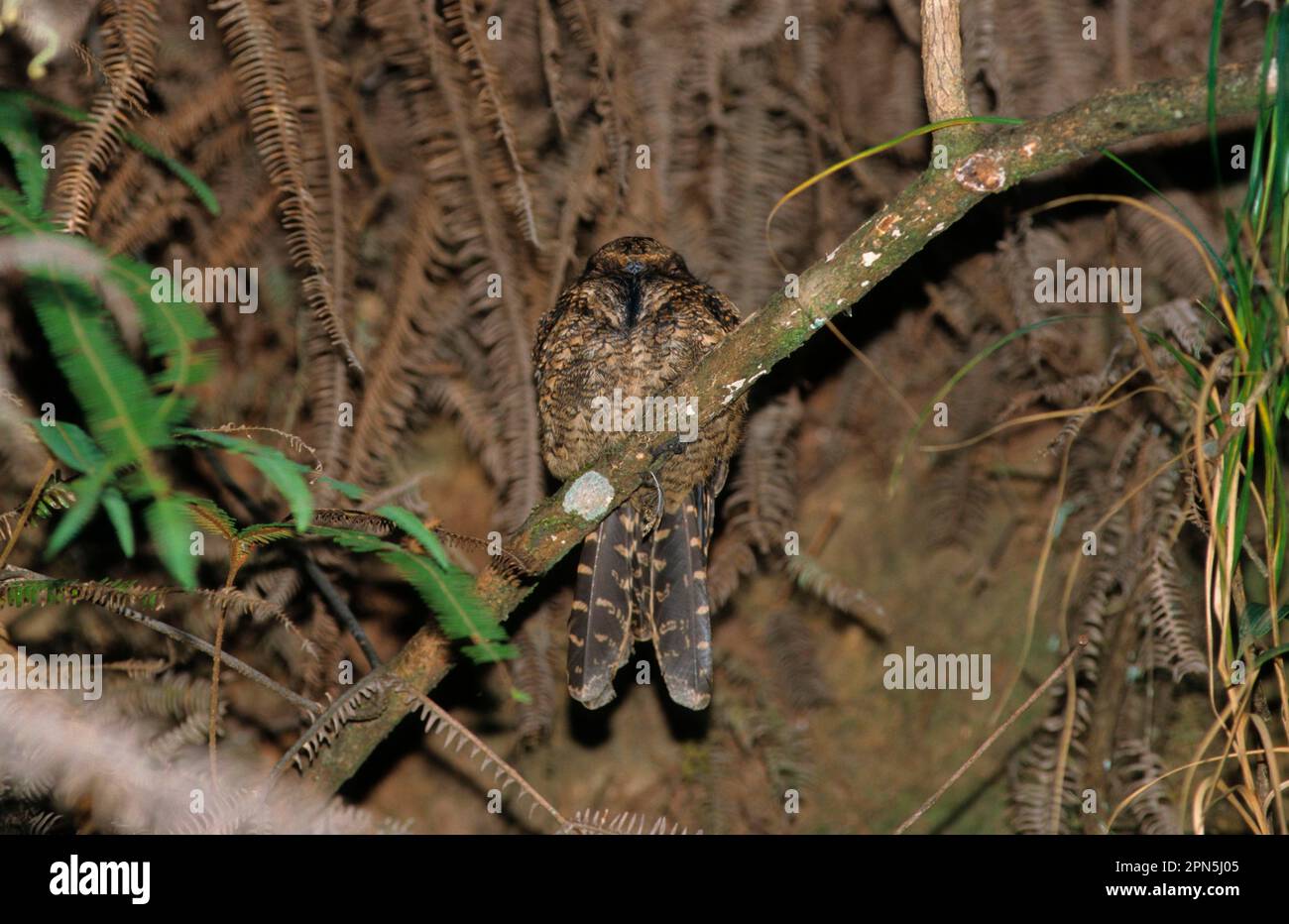 Lyre-tailed nightjar (Uropsalis lyra), Lyre-tailed Nightjar, Lyre ...