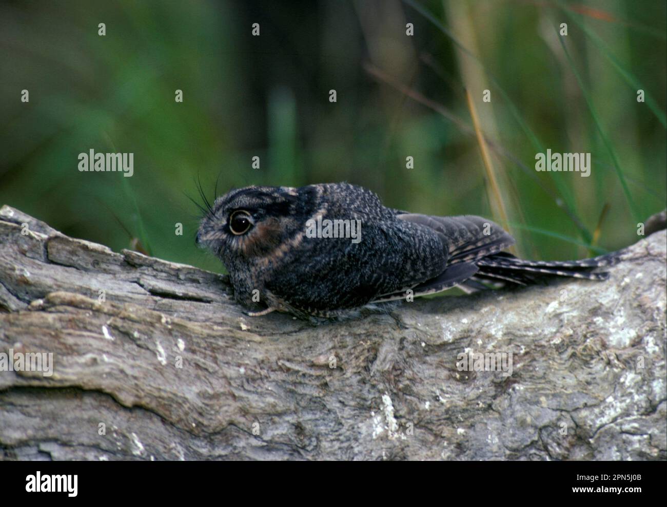 Australian owlet-nightjar (Aegotheles cristatus), Tree swallow, Animals ...