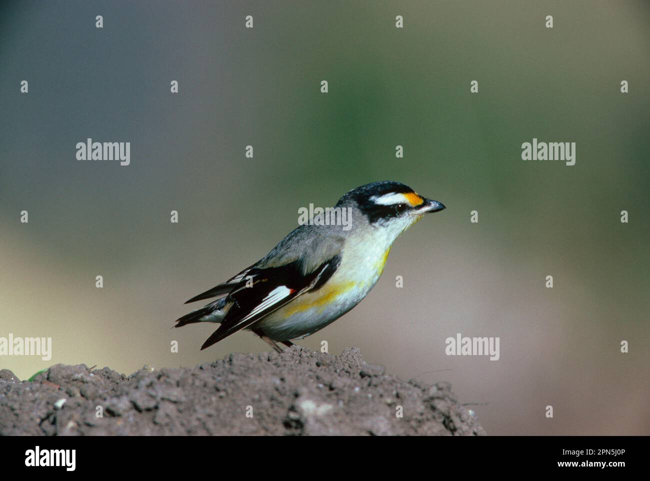 Striated pardalote (Pardalotus striatus), Striped Pardalote Birds ...