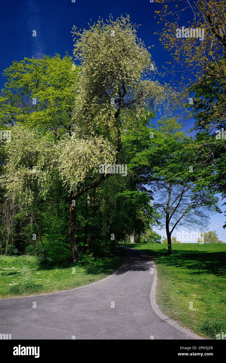 spring colors in cologne greenbelt park near the university Stock Photo ...