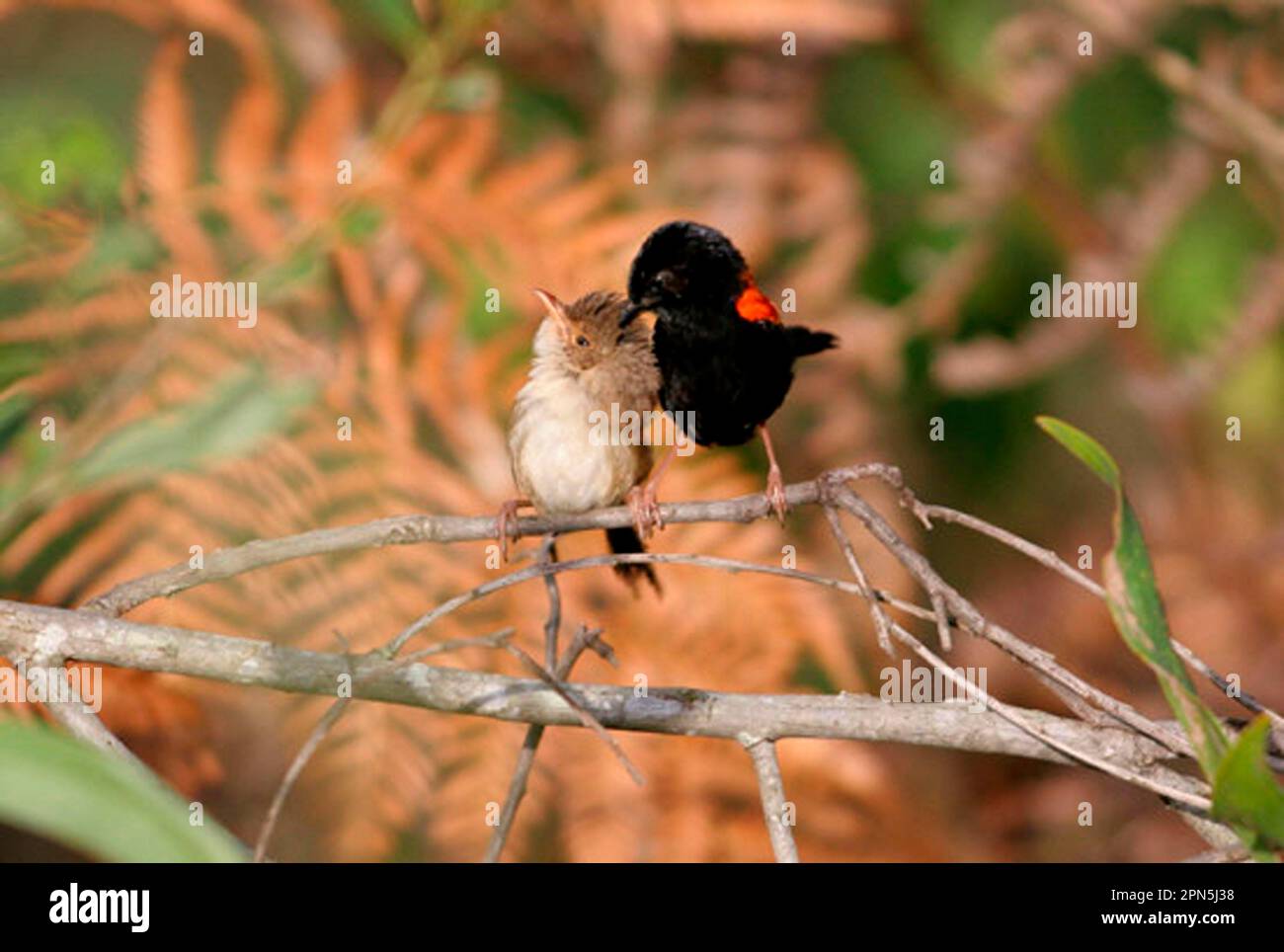 Red-backed fairywren (Malurus melanocephalus), Red-backed Fairy Wren ...