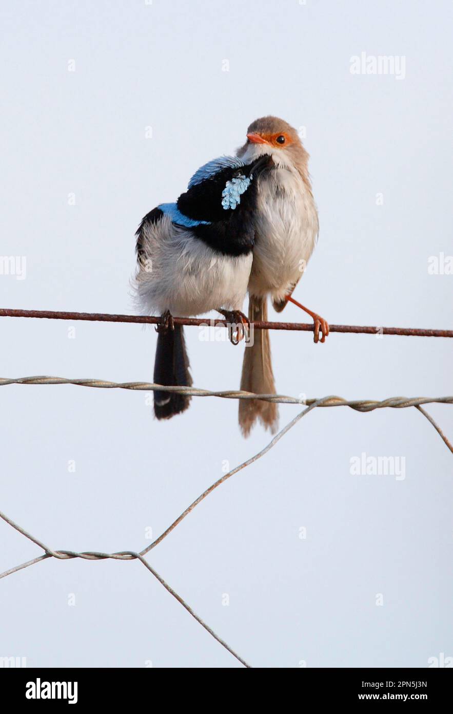 Superb Fairywren (Malurus cyaneus) adult male, preening female, perched ...