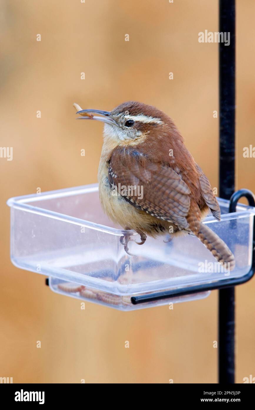 Carolina Wren (Thryothorus ludovicianus) adult, feeding on mealworm at ...