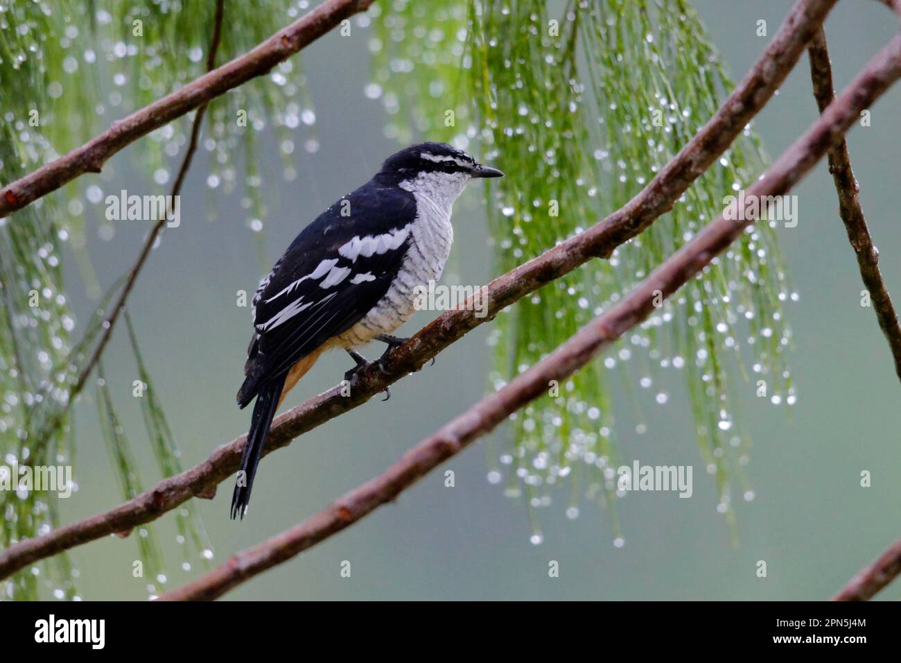 Many-coloured trill (Lalage leucomela falsa) adult, sitting on a branch ...