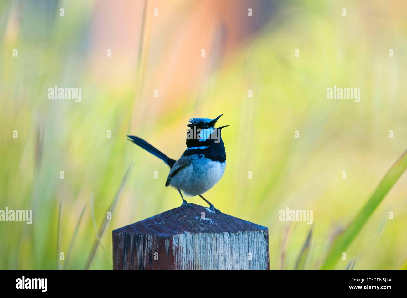 Lazure Wren, Blue Wren, Blue Wren, Lazure Wren, Blue Wren, Magnificent ...
