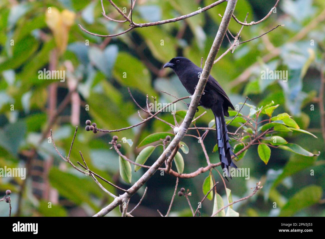 Ladder-tailed Treepie, Ladder-tailed Starling, corvids, songbirds ...