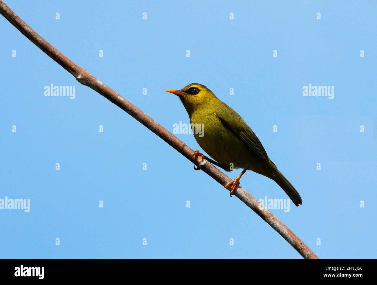 Black-ringed White-eye, Black-ringed White-eye, Songbirds, Animals ...