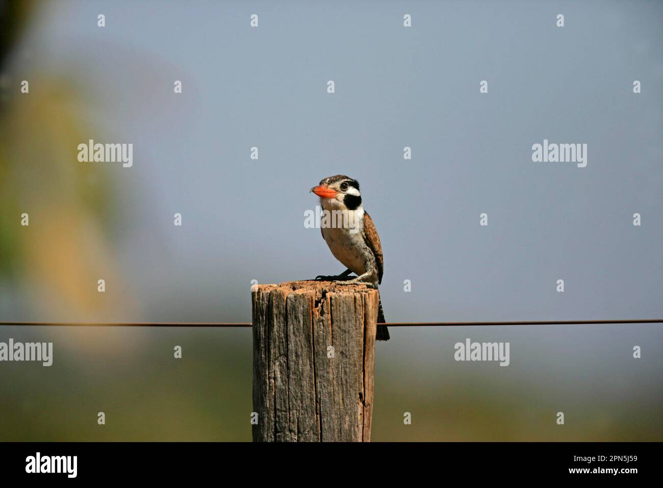 White-eared Puffbird, Cerrado Puffbird, White-eared Puffbird, Cerrado ...