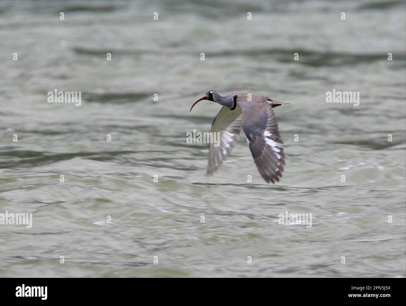 Ibisbill (Ibidorhyncha struthersii), Ibisbills, animals, birds, waders ...
