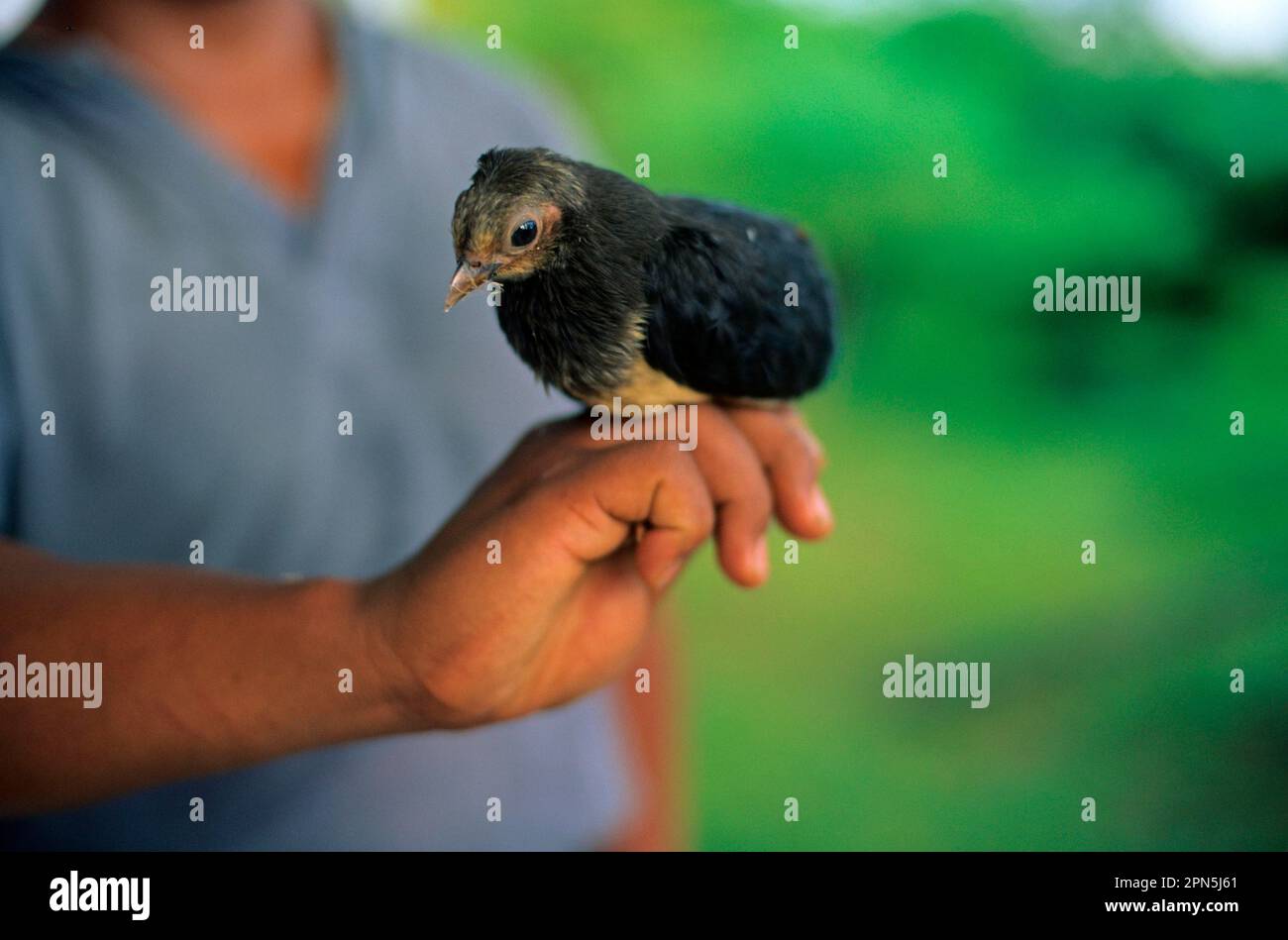 Maleo (Macrocephalon maleo) chicks, at the hand of a forager, Tambun ...