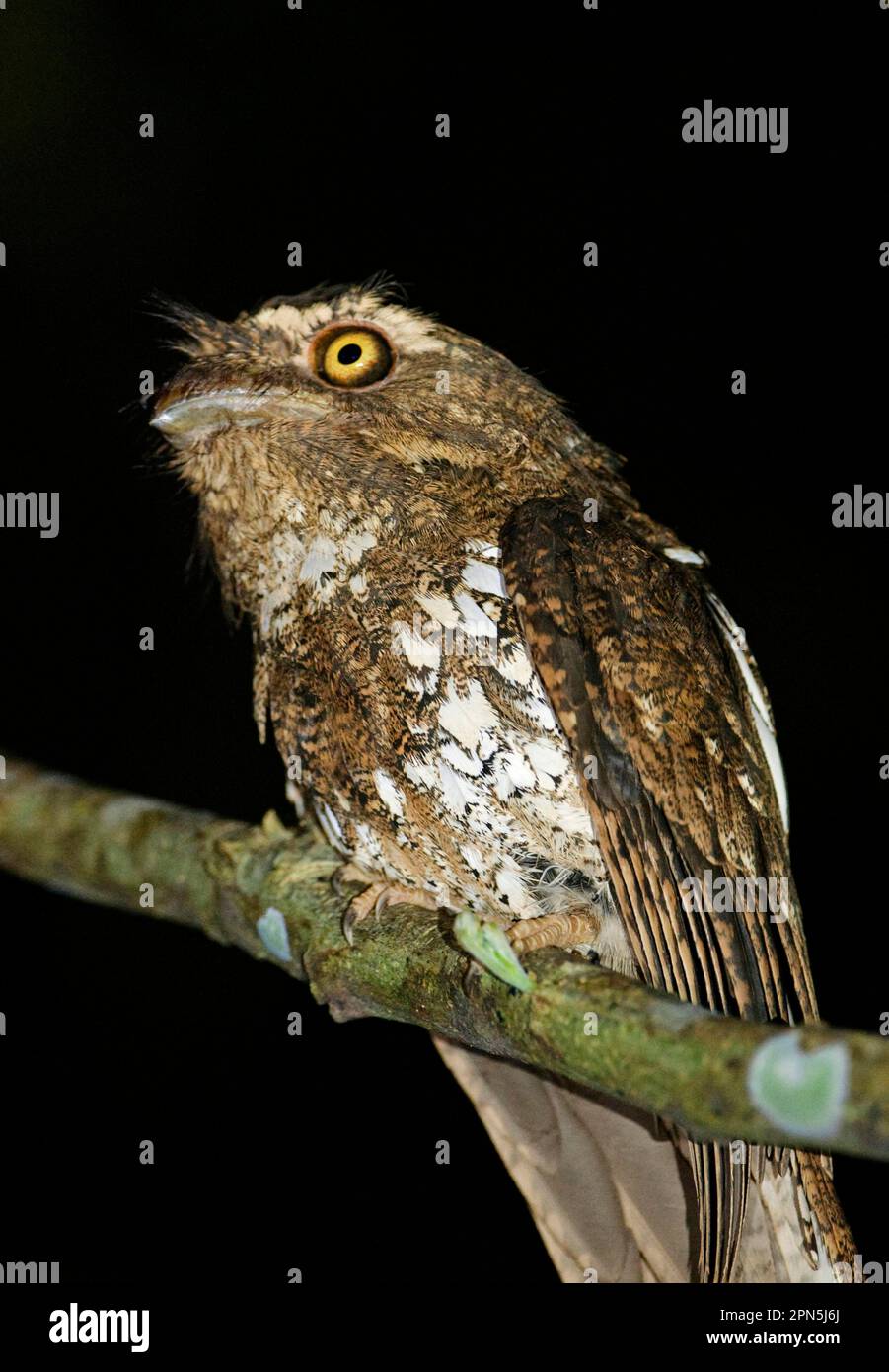 Javan Frogmouth, Javan Frogmouths, Animals, Birds, Javan Frogmouth ...