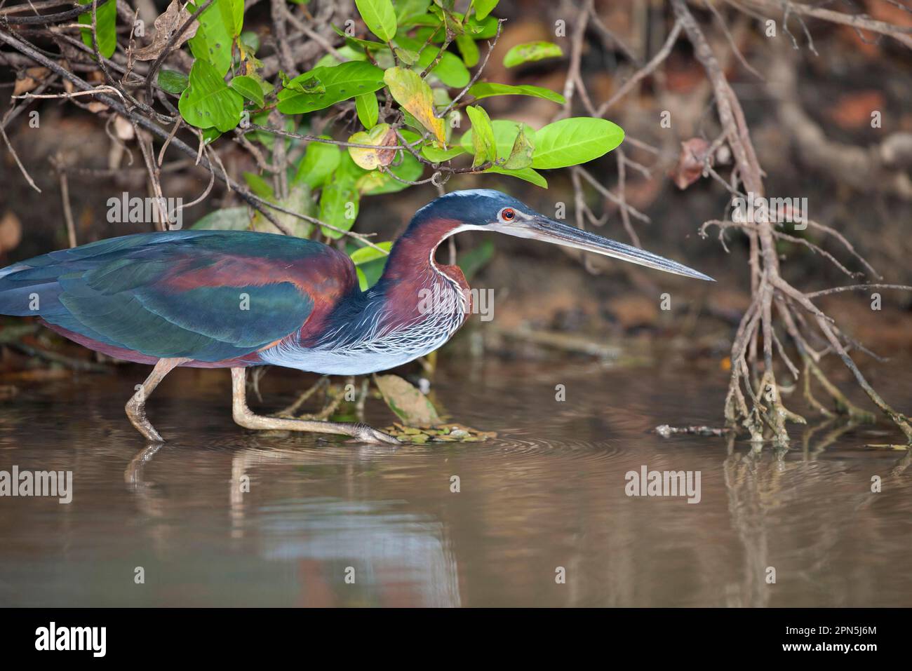 Agami heron (Agamia agami) adult, hunting in the river, Pixaim River ...