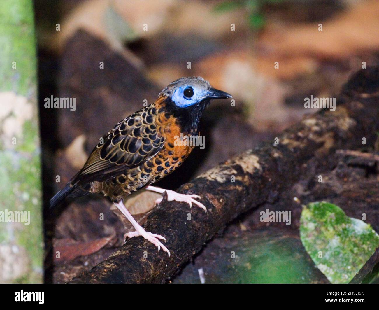 Collared antbird hi-res stock photography and images - Alamy