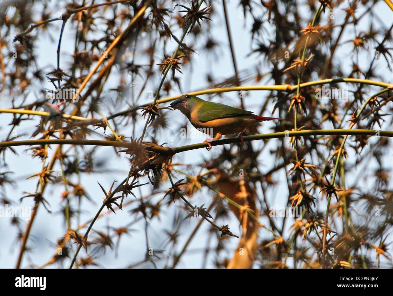 Pin tailed parrotfinch hi-res stock photography and images - Alamy