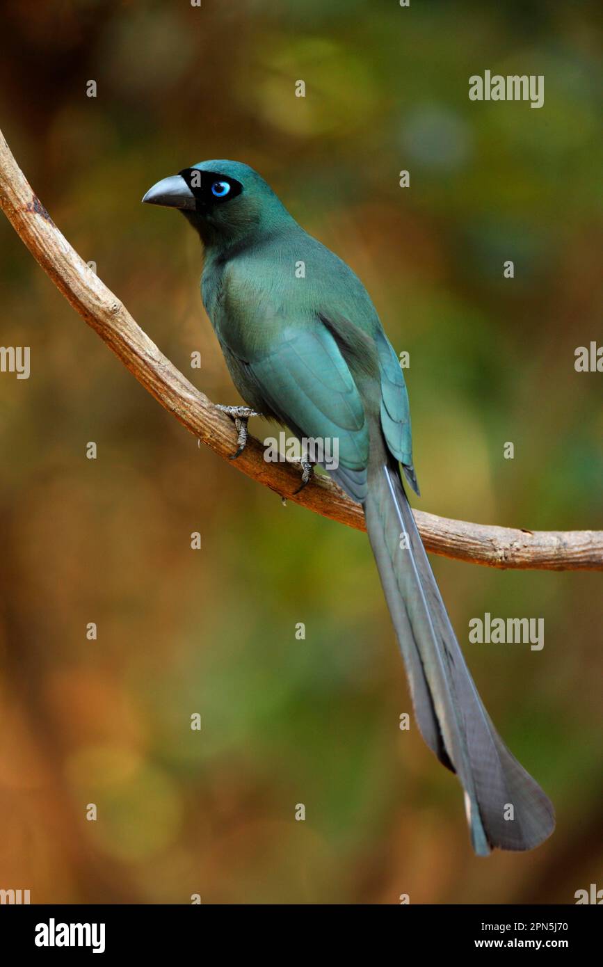 Adult vine-sitting serrated-tailed treepie (Crypsirina temia), Kaeng ...