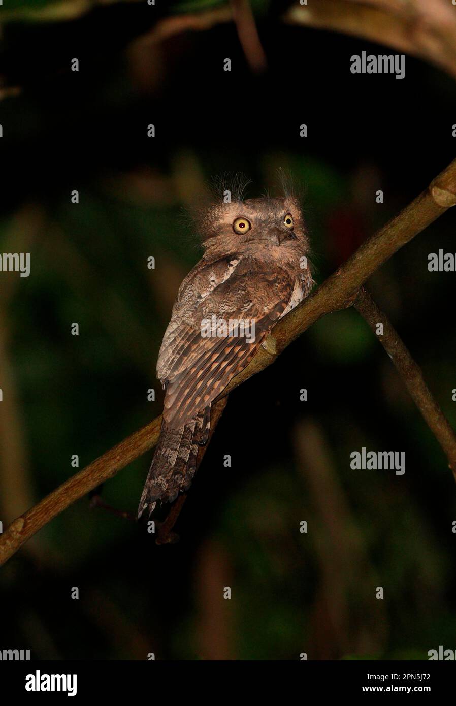 Javan Frogmouth, Javan Frogmouths, Animals, Birds, Javan Frogmouth ...
