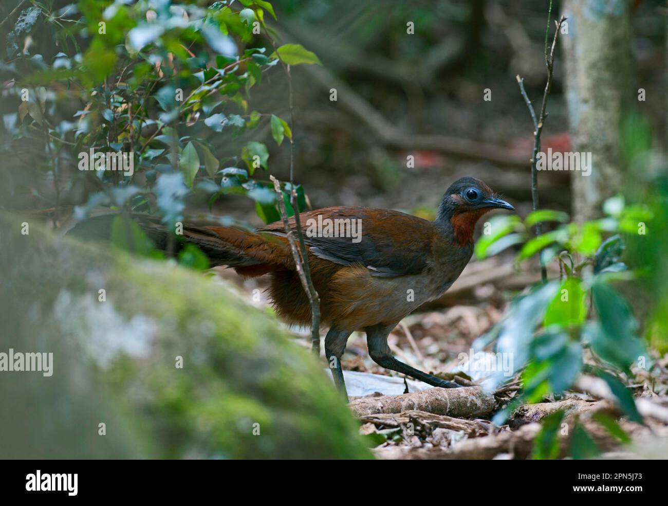 Brown-backed Lyrebird, Brown-backed Lyrebirds, Animals, Birds, Birds of ...