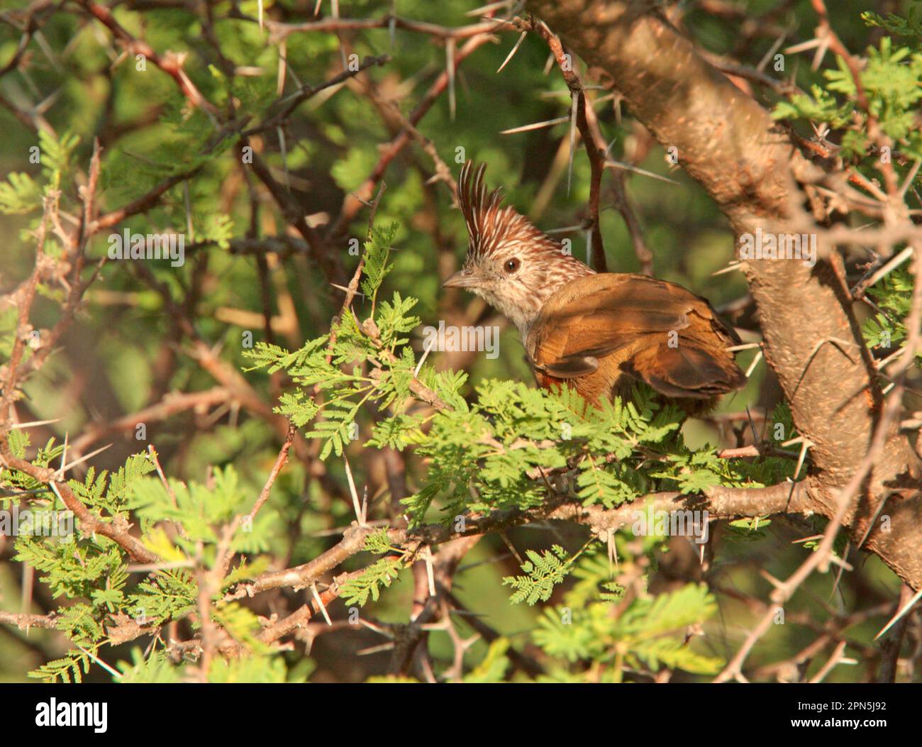 Rhinocrypta lanceolata hi-res stock photography and images - Alamy