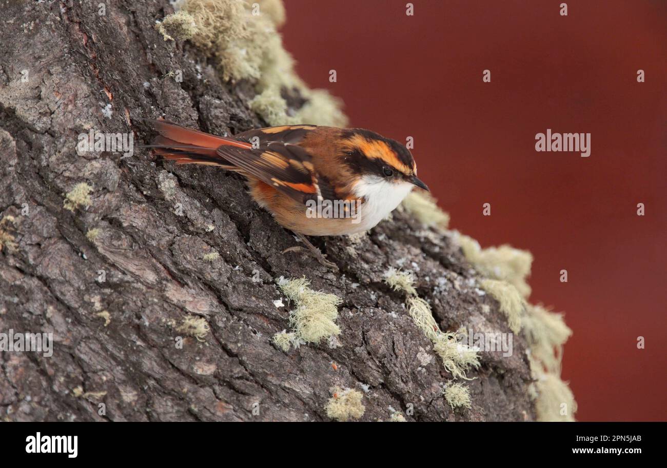 Mainland spiny-tailed rayadito, Mainland spiny-tailed rayadito ...