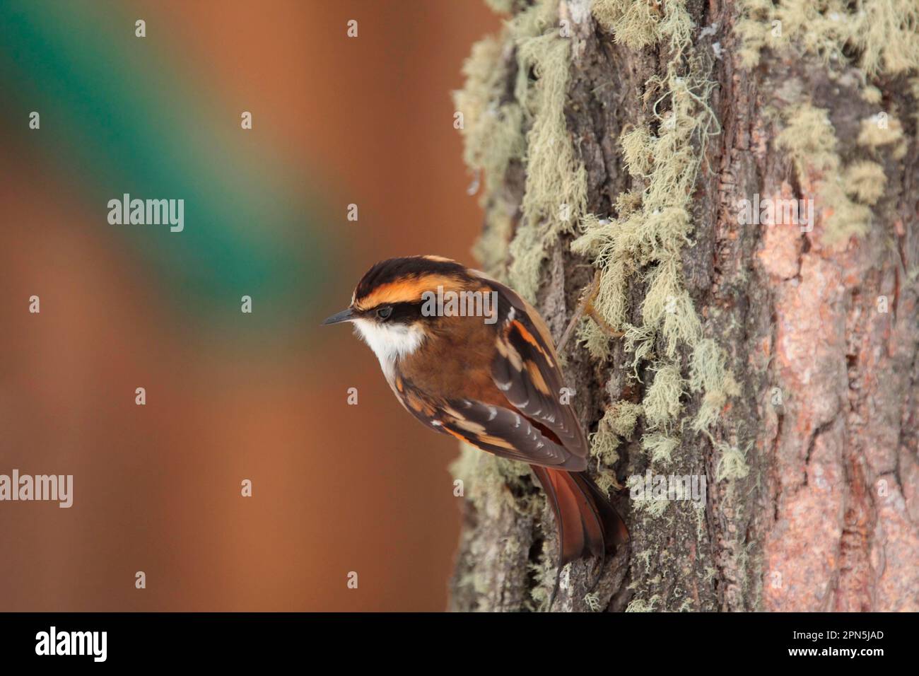 Mainland spiny-tailed rayadito, Mainland spiny-tailed rayadito ...