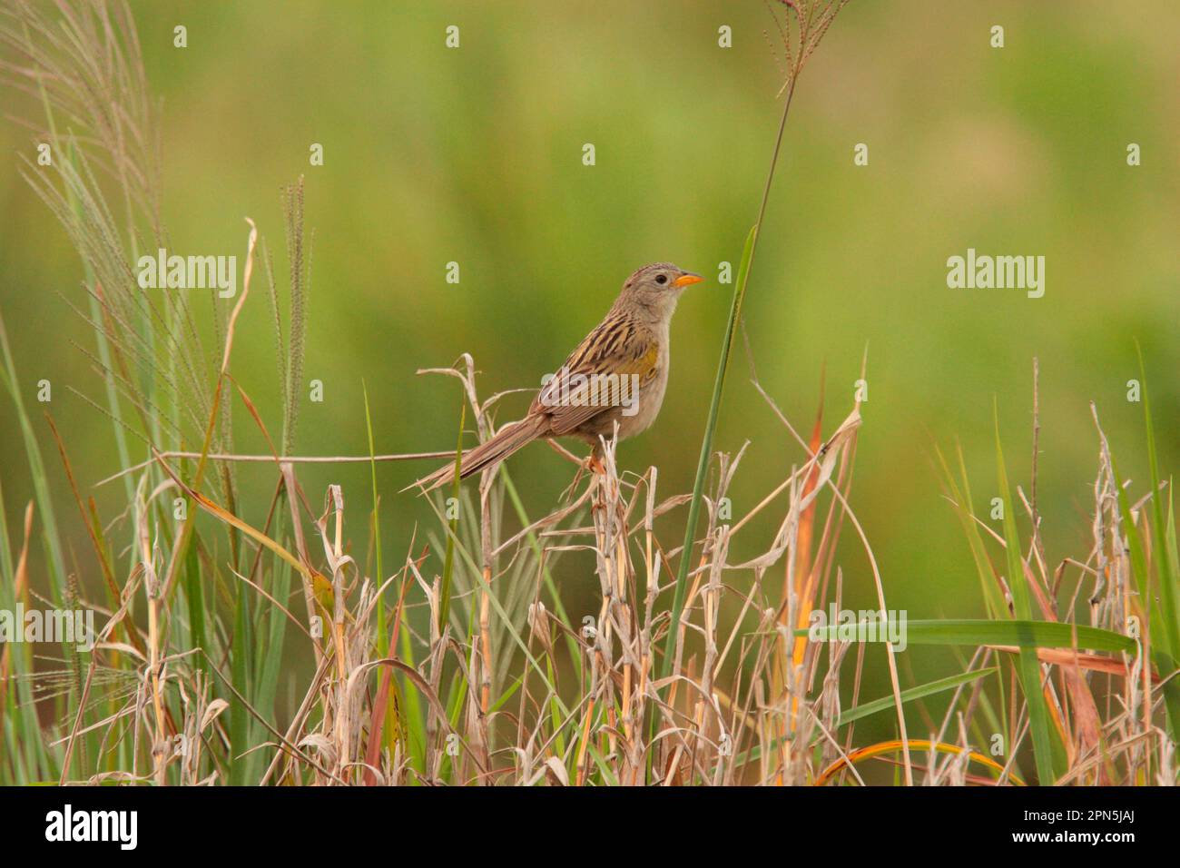 Wedge-tailed Grassfinch (Emberizoides herbicola) adult, perching on ...