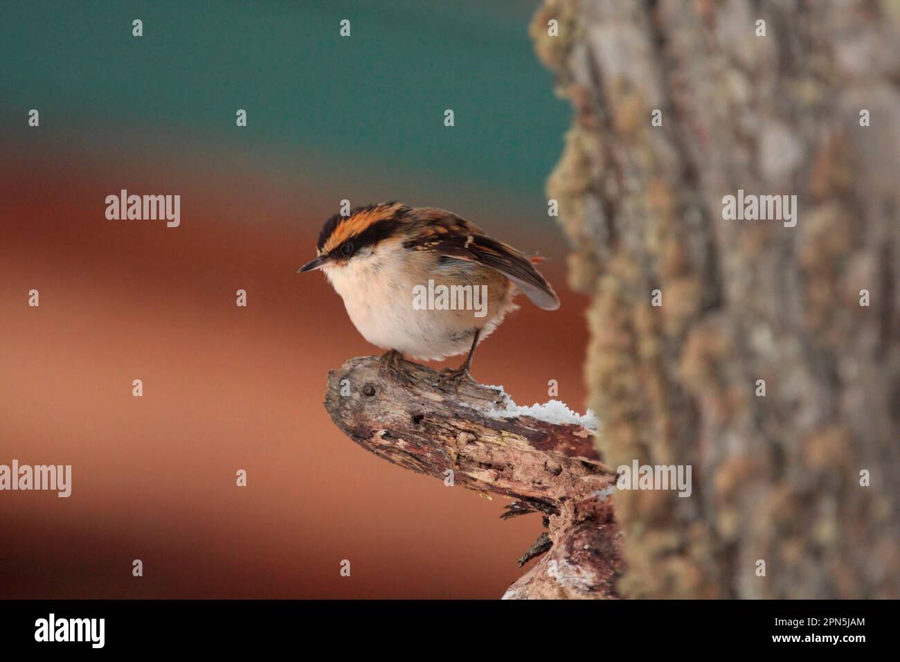 Mainland spiny-tailed rayadito, Mainland spiny-tailed rayadito ...