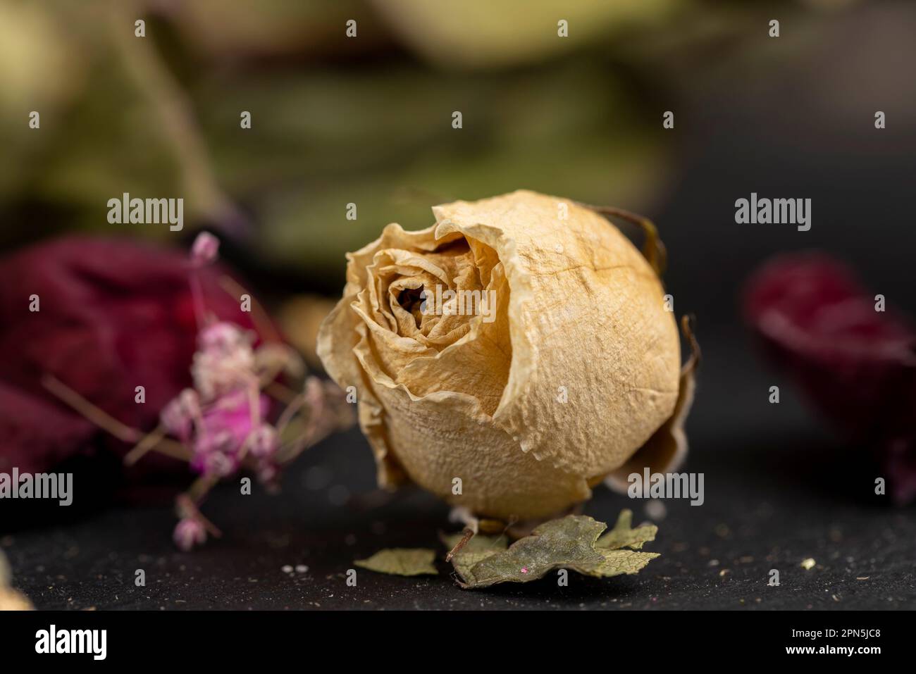 an old dried rose with a lot of broken bud petals,An old dry rose with ...