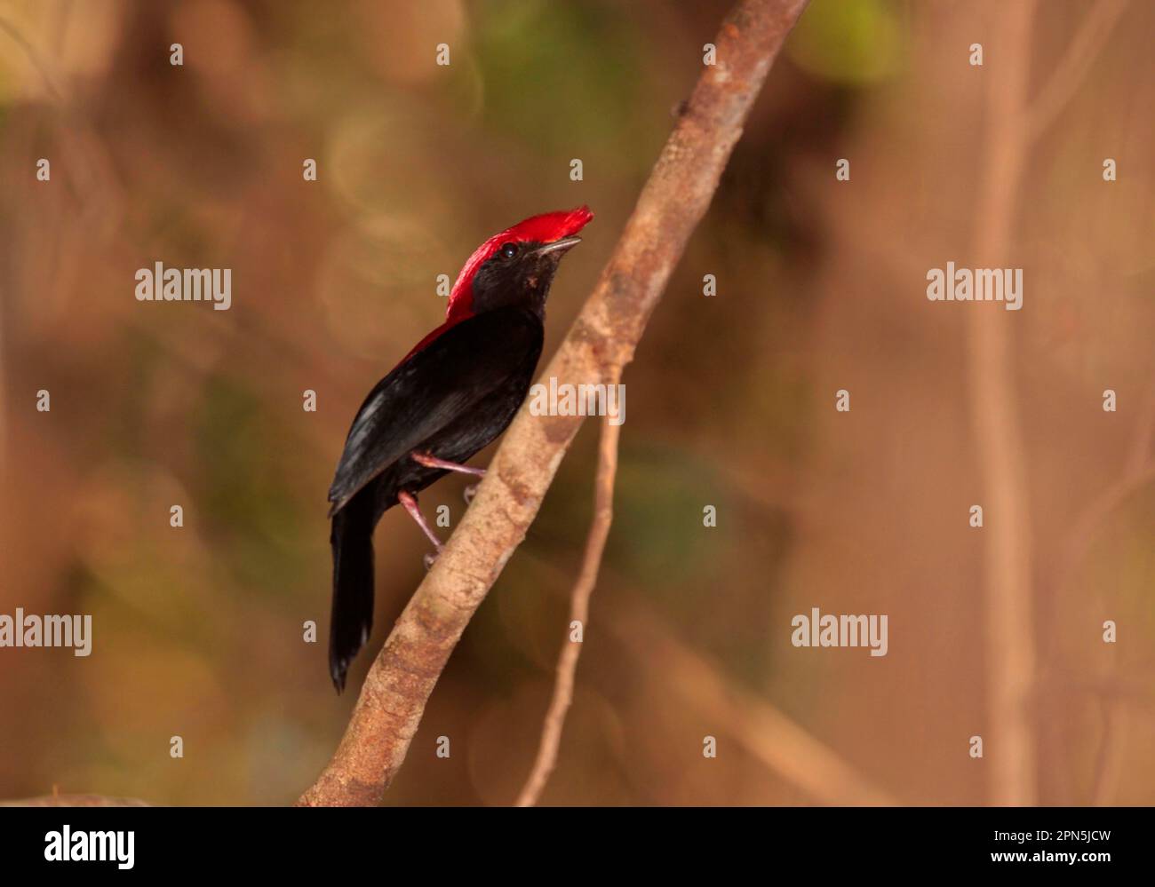 Helmeted manakin (Antilophia galeata), adult male, sitting on song post ...