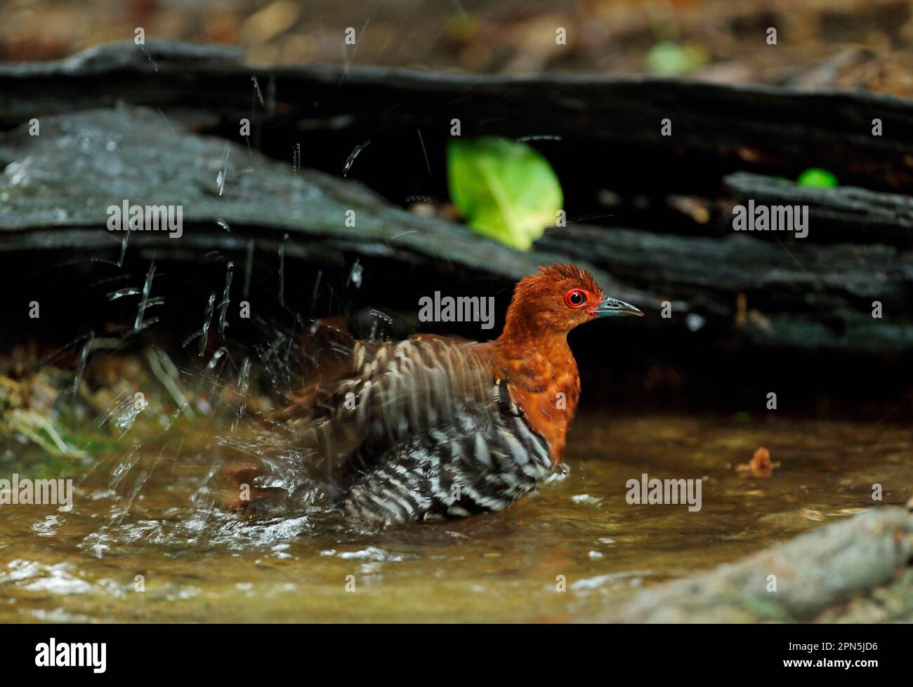 Red-legged Crake (Rallina fasciata) adult, bathing in forest pool, near ...