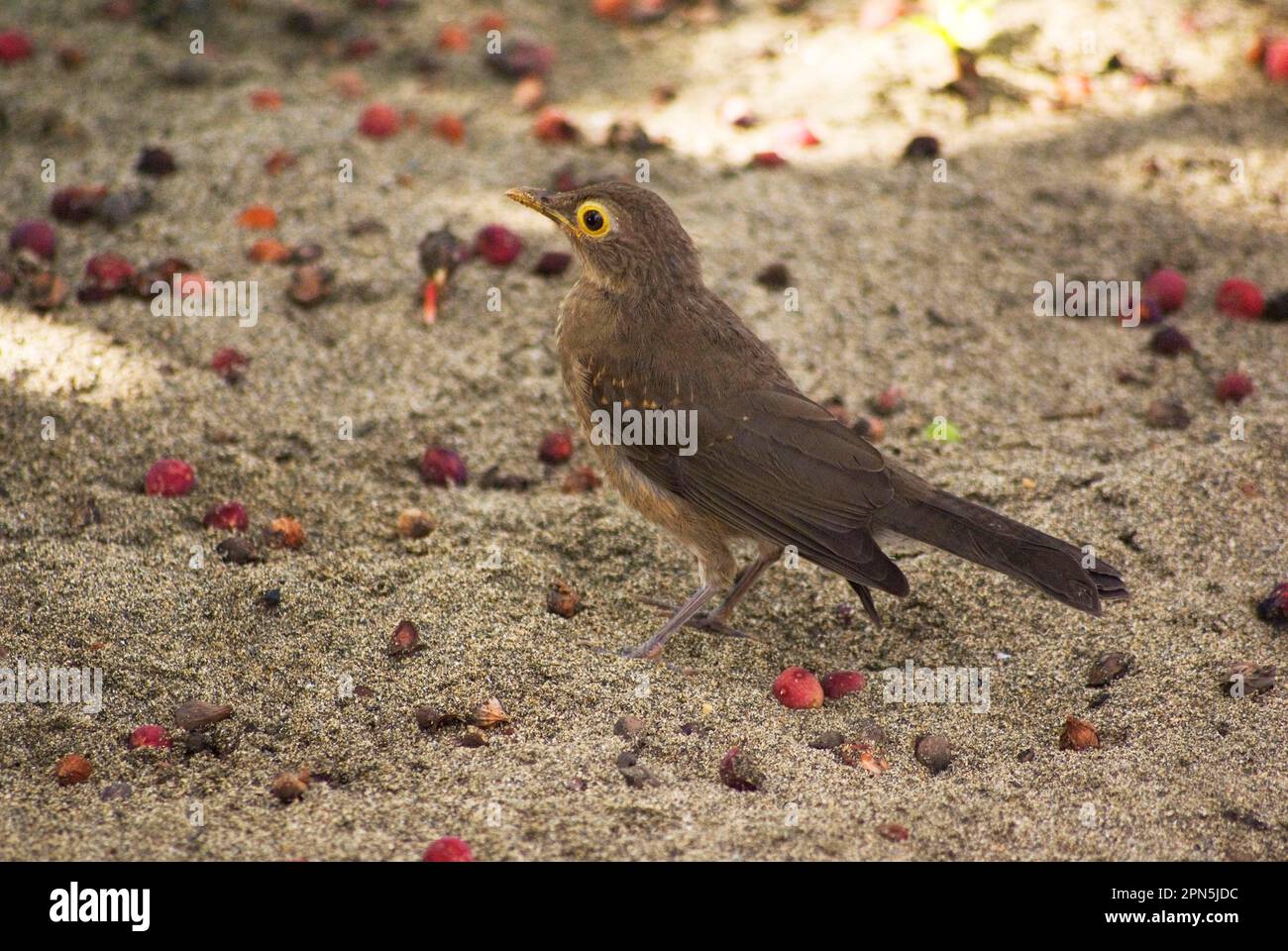 Brilliant Thrush (Turdus nudigenis) immature, standing on sand among ...