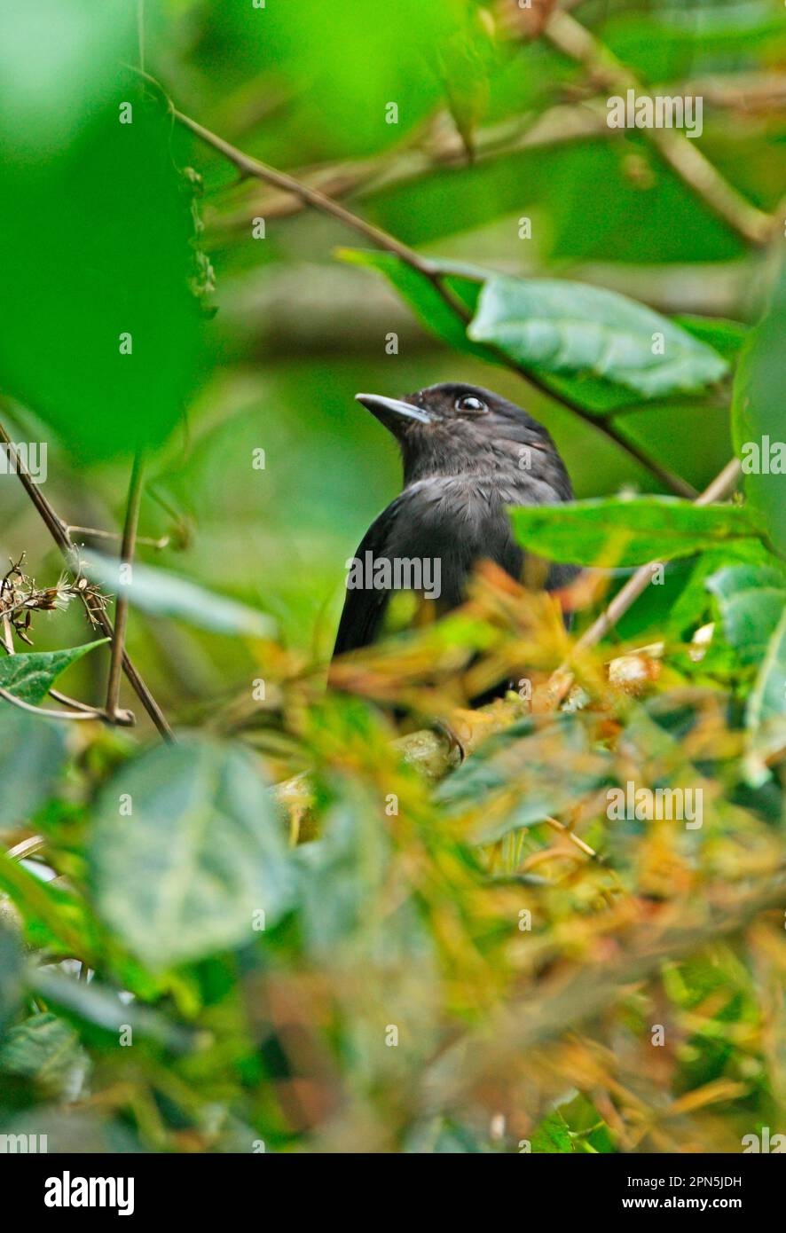 Jamaican Becard (Pachyramphus niger) adult male, perched in tree, Blue ...