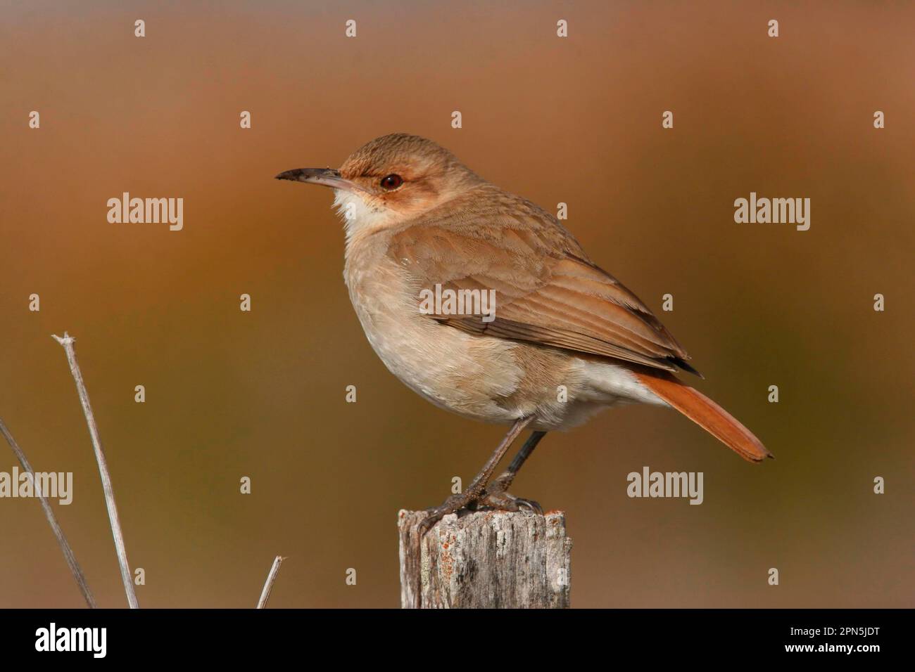 Rusty potter, rufous hornero (Furnarius rufus), potter birds, animals ...