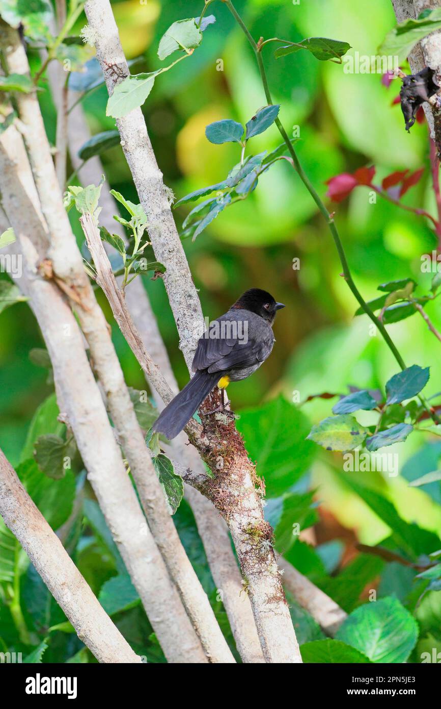 Yellow-thighed Sparrow, Yellow-thighed Sparrows, Songbirds, Animals ...