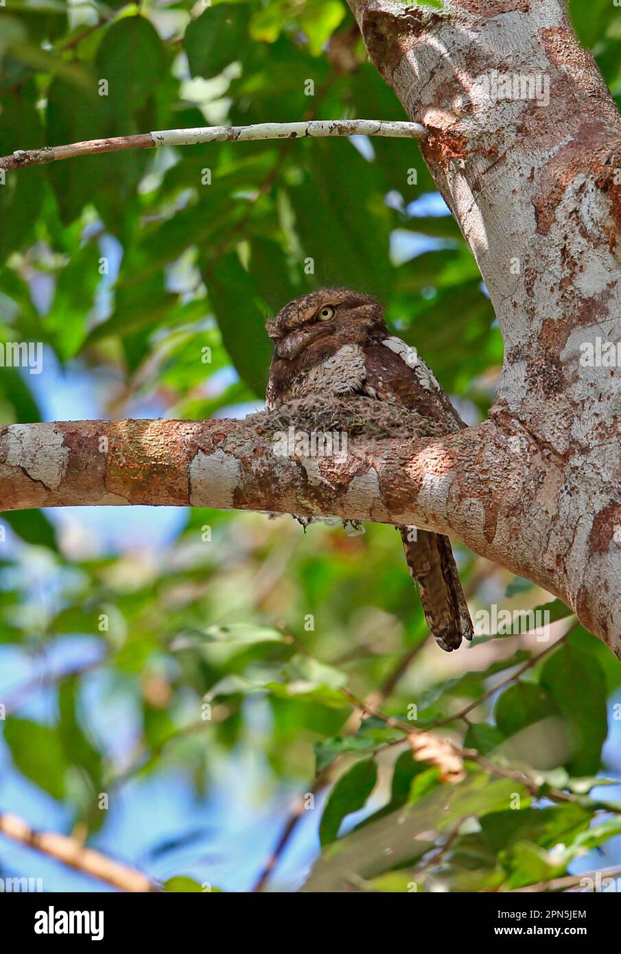 Blyth's frogmouth (Batrachostomus affinis) adult, sitting on a branch ...