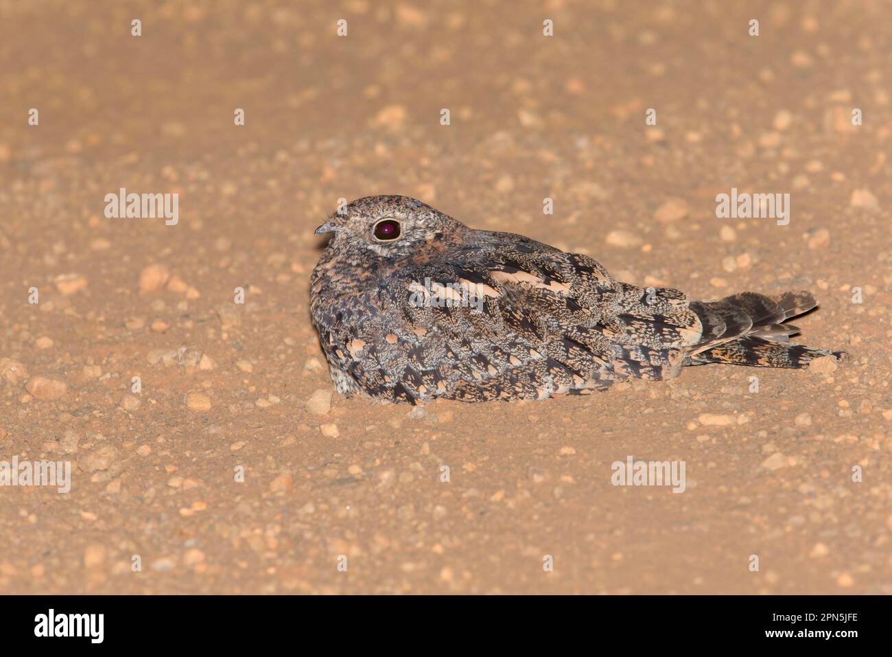 Pennant bird hi-res stock photography and images - Alamy