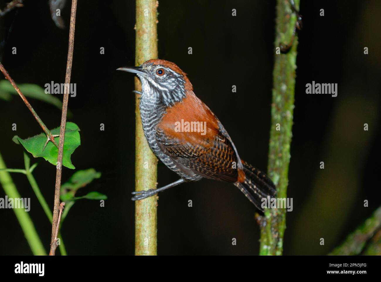 Riparian wren hi-res stock photography and images - Alamy