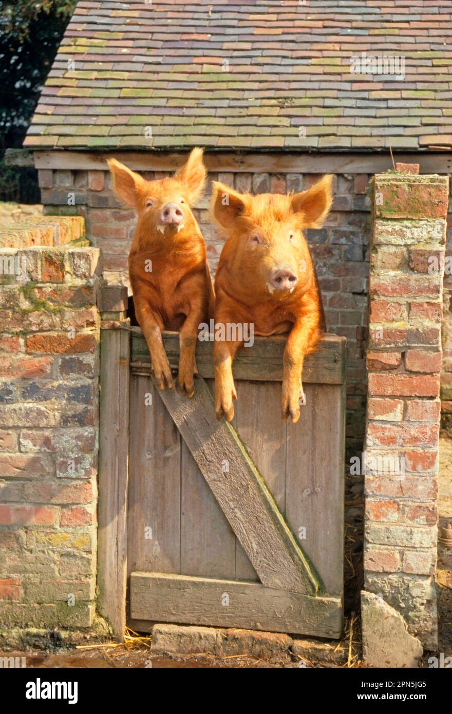 Domestic pig, Tamworth, two wild pigs, view over the stable door ...