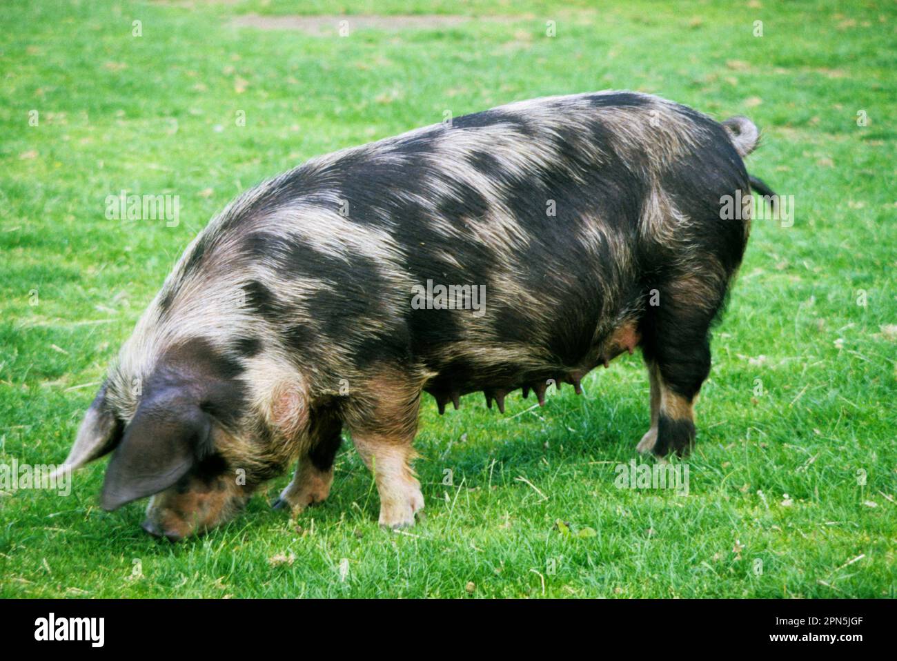Domestic pig, Oxford Sandy and Black, sow, grass-fed, England, Great ...