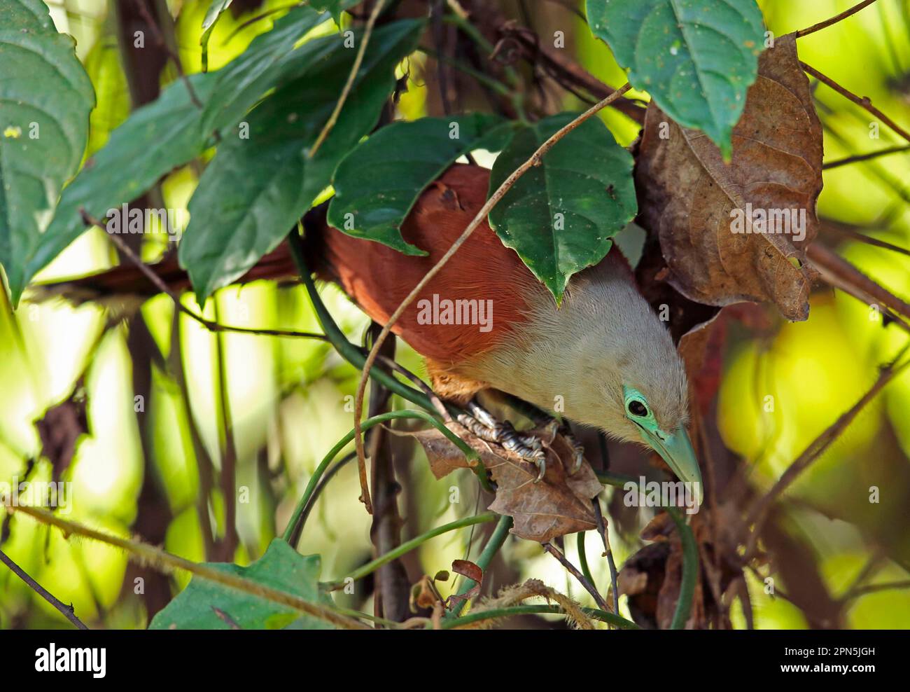 Raffles' Malkoha (Rhinortha chlorophaea chlorophaea), adult female ...