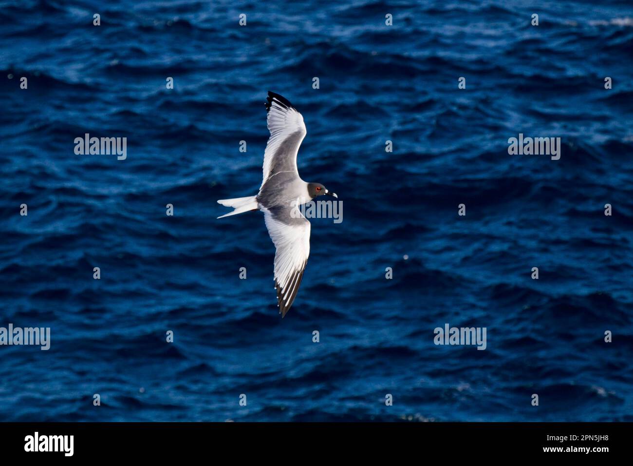 Fork-tailed Gull (Larus furcatus), Fork-tailed Gulls, Gulls, Animals ...