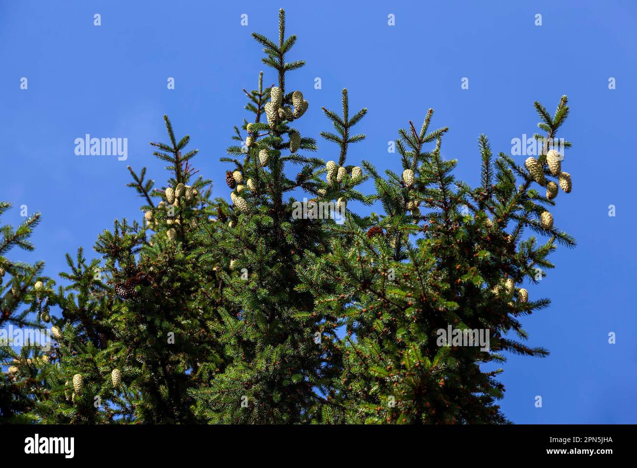 green needles on a tall spruce tree with cones, beautiful long cones on ...